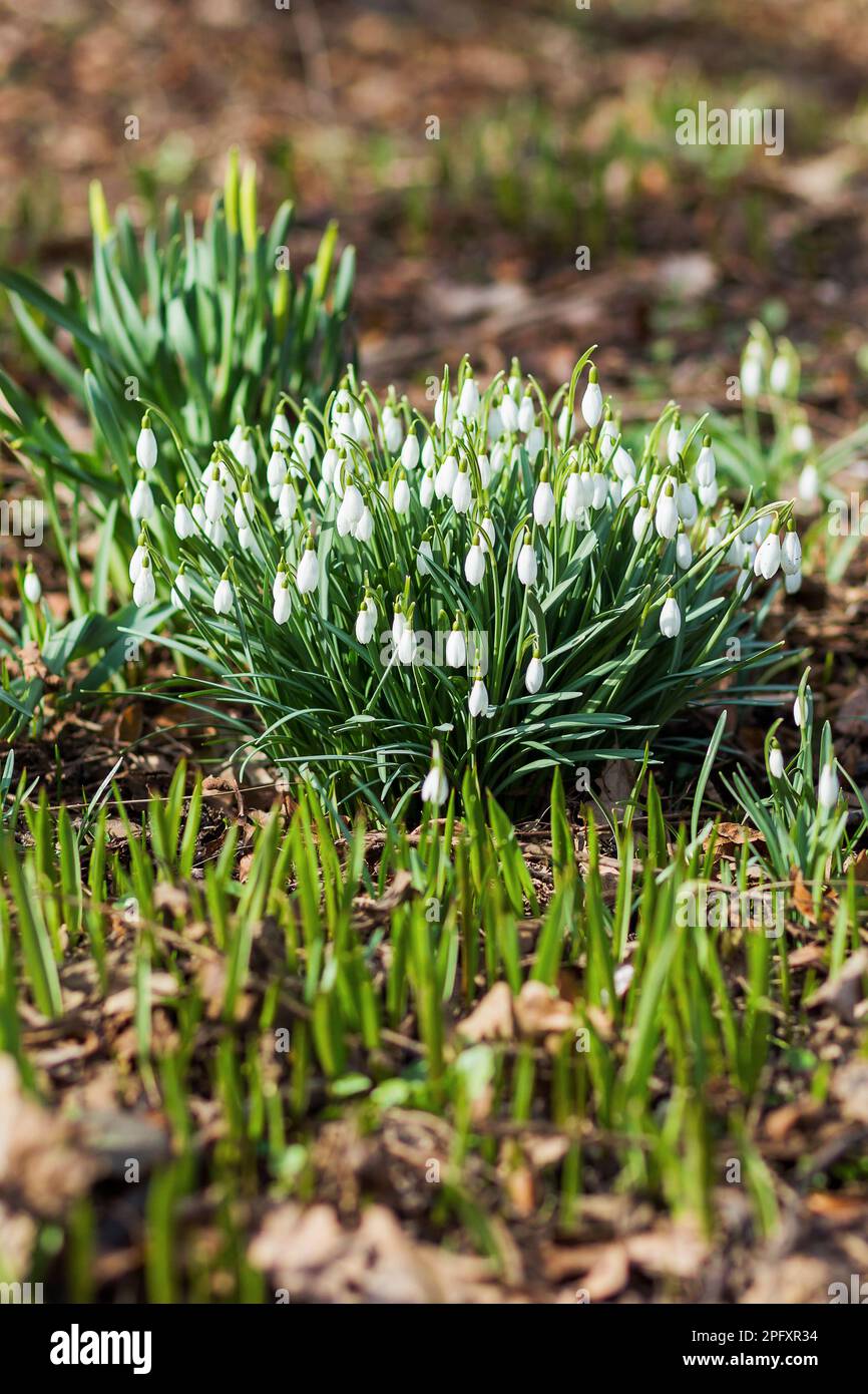 Snowdrop (Galanthus) flowers makes the way through fallen leaves ...