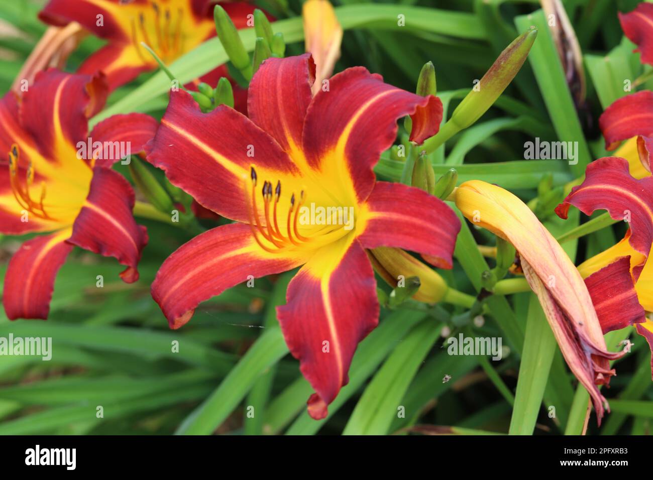 Budding lilly hi-res stock photography and images - Alamy