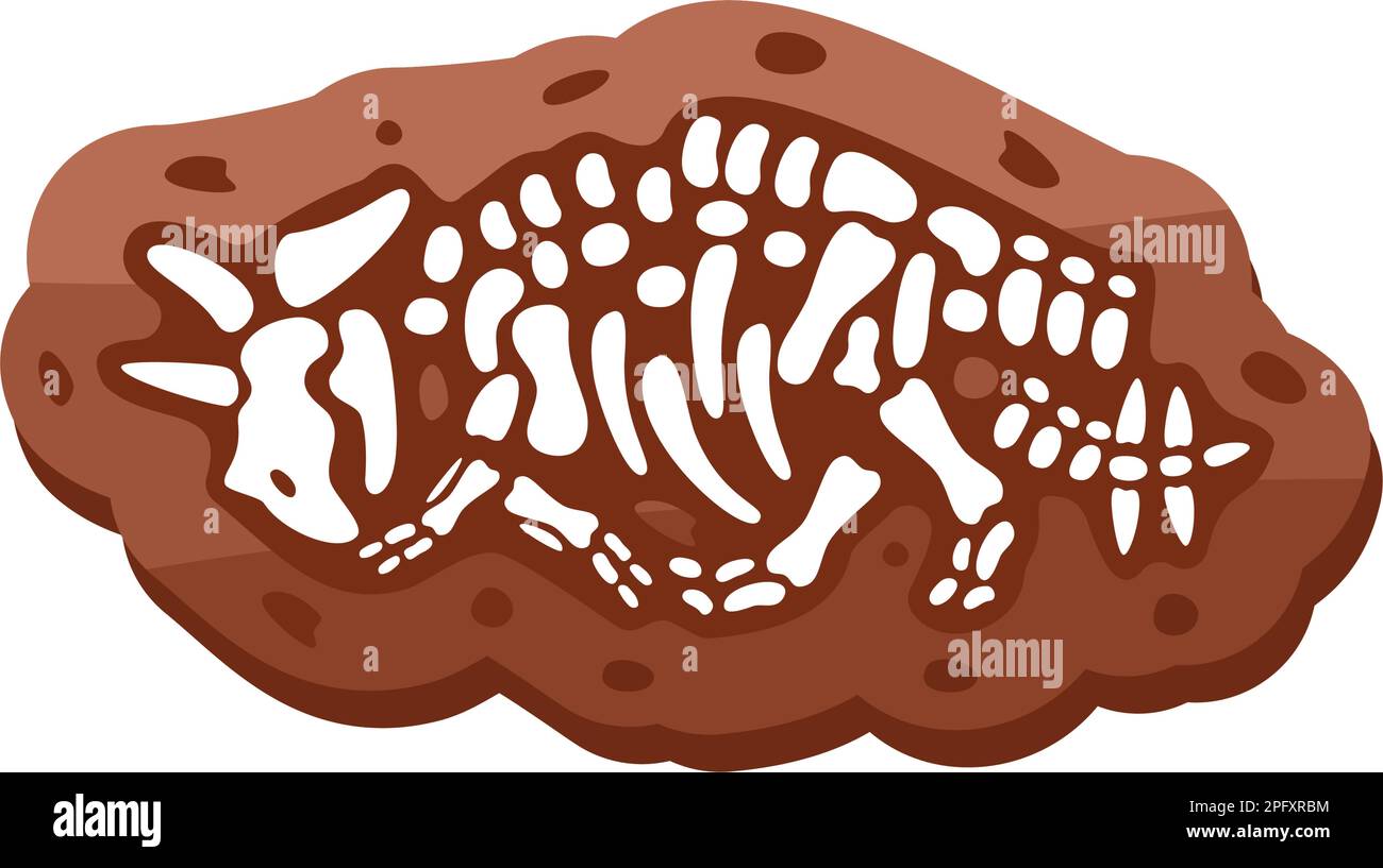 Triceratops fossils skeleton. Triceratops fossil bones. Dinosaur ...