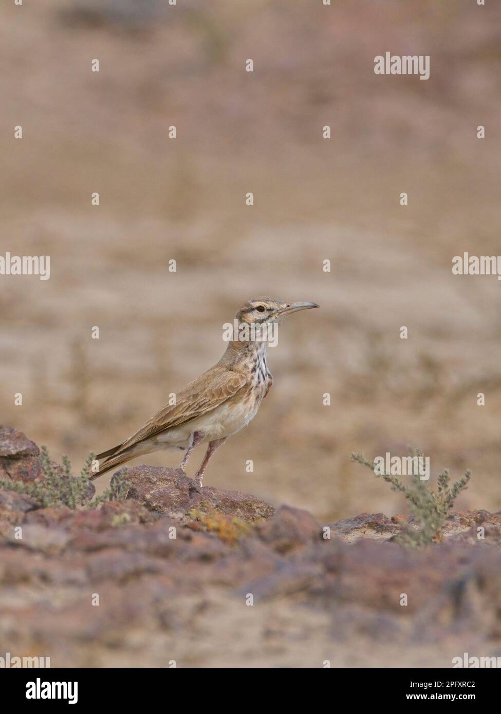 Greater Hoopoe-Lark (Alaemon alaudipes) at little rann of kutch Stock ...