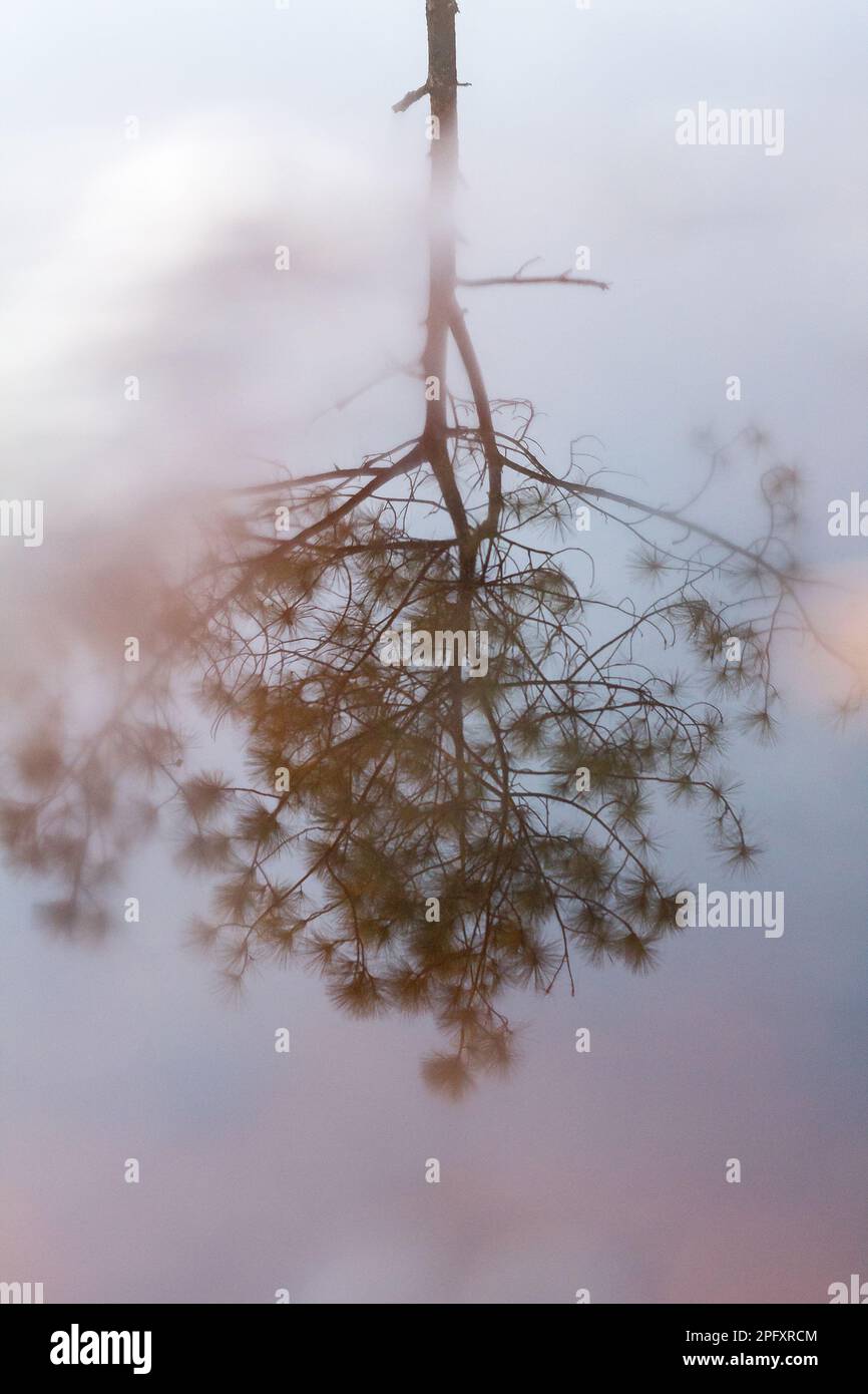Reflection of pine trees hi-res stock photography and images - Alamy