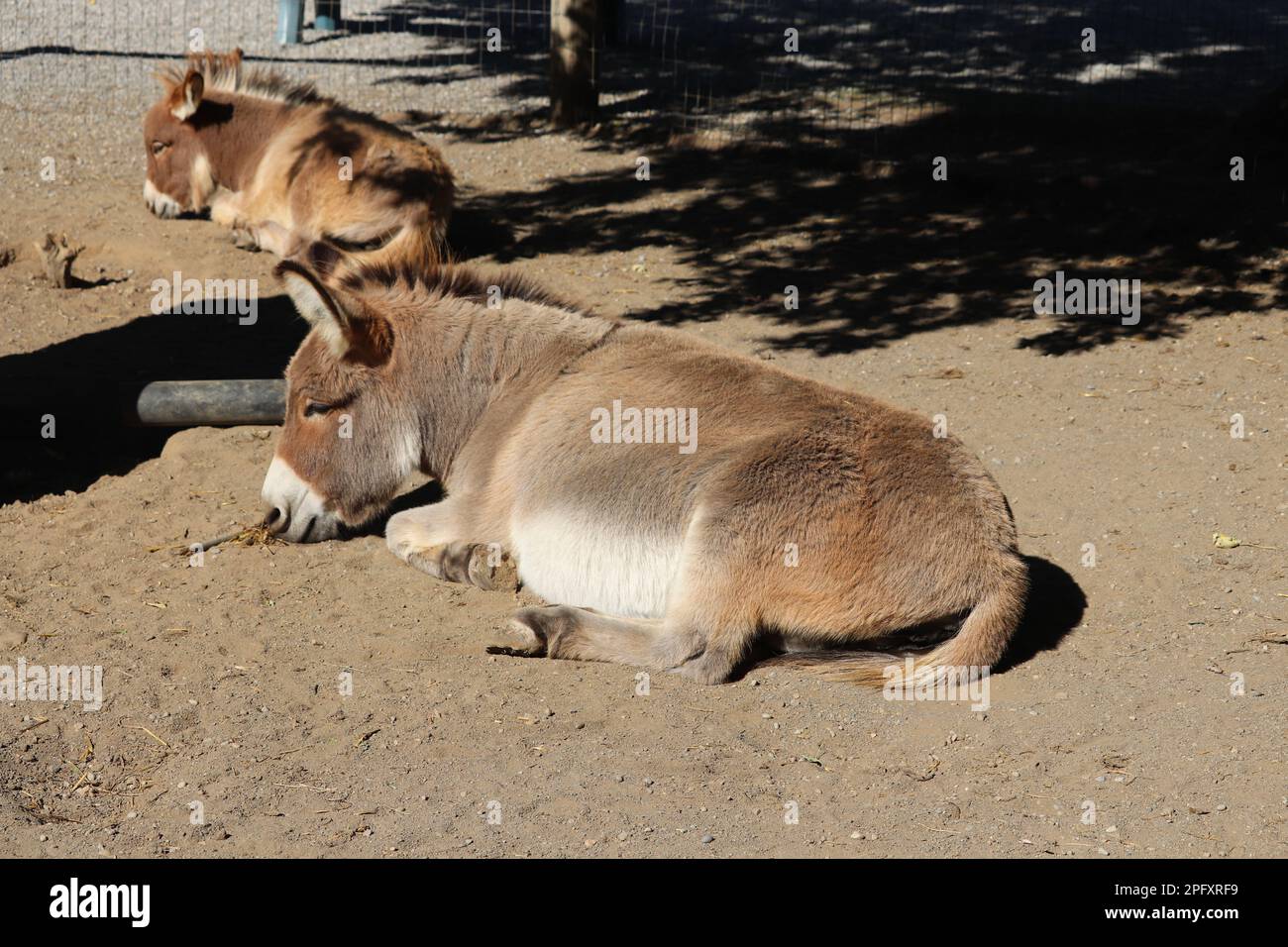 Close up donkeys face hi-res stock photography and images - Alamy