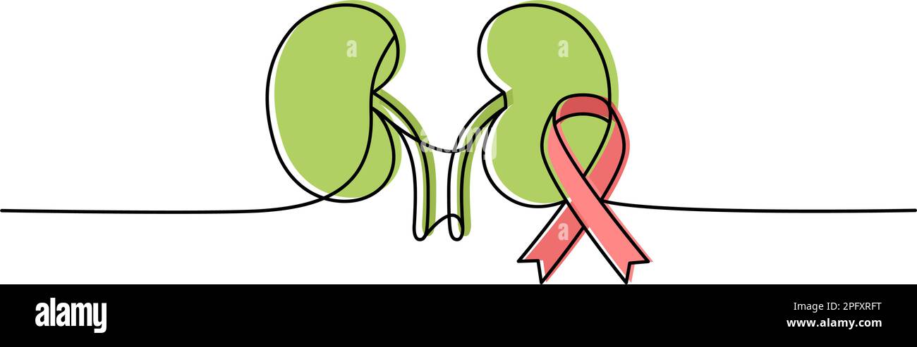 Human kidneys with ribbon one line colored continuous drawing. Cancer ...
