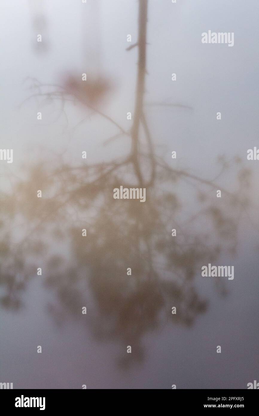 Bent pine tree water hi-res stock photography and images - Alamy
