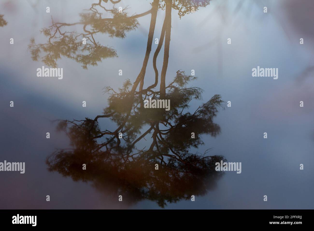 Mirrored reflections of trees hi-res stock photography and images - Alamy