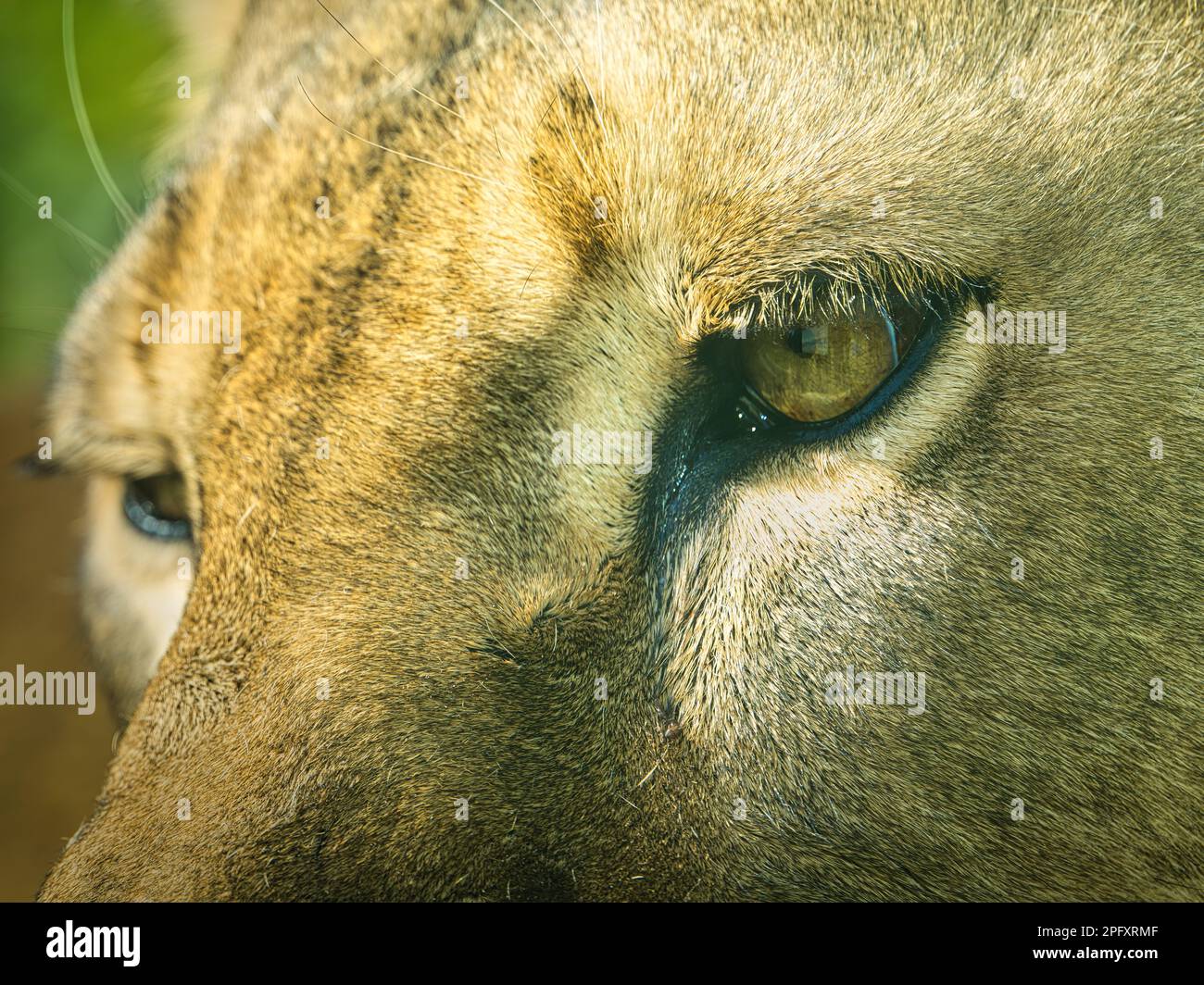 Eye of the lioness outdoors Stock Photo - Alamy