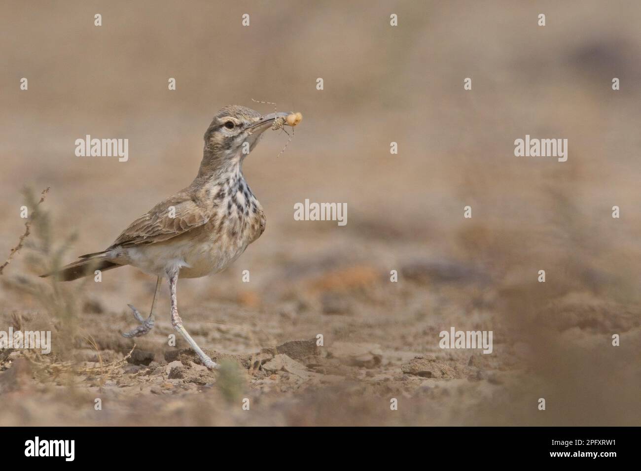 Greater Hoopoe-Lark (Alaemon alaudipes) at little rann of kutch Stock ...