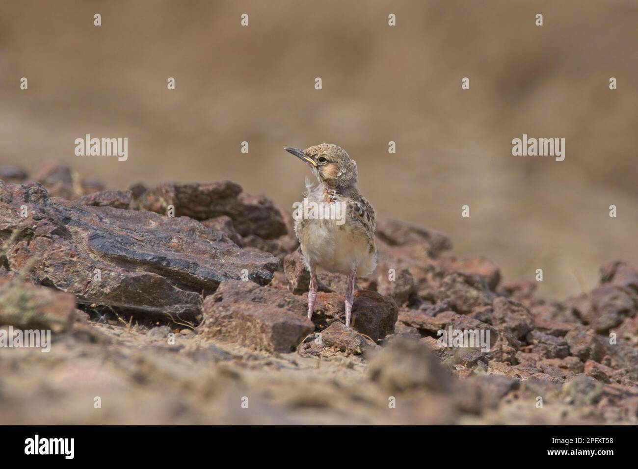 Greater Hoopoe-Lark (Alaemon alaudipes) at little rann of kutch Stock ...