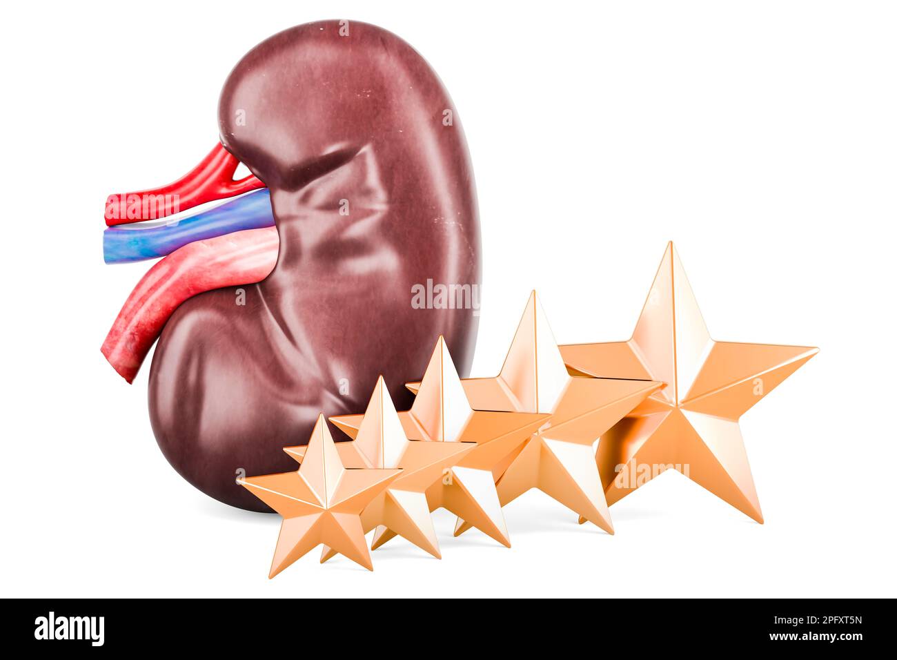 Human Kidney with five golden stars. Customer rating, 3D rendering ...