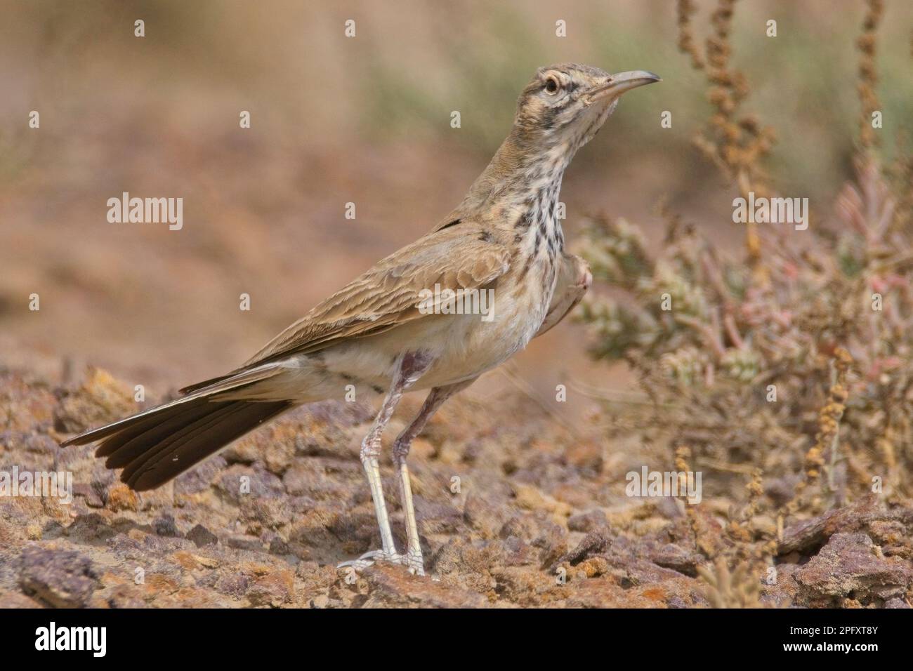 Greater Hoopoe-Lark (Alaemon alaudipes) at little rann of kutch Stock ...