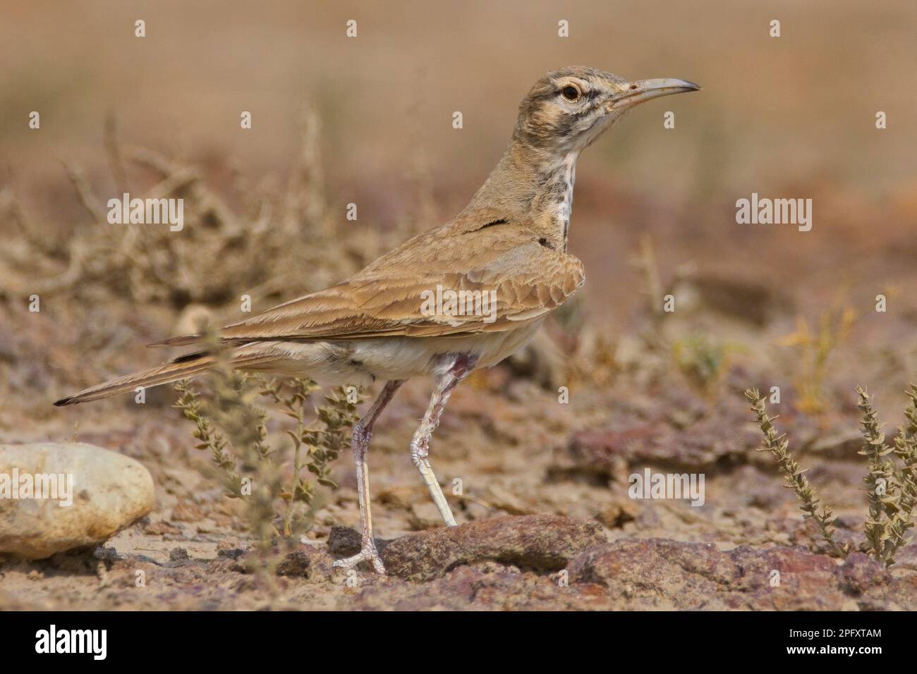 Greater Hoopoe-Lark (Alaemon alaudipes) at little rann of kutch Stock Photo - Alamy