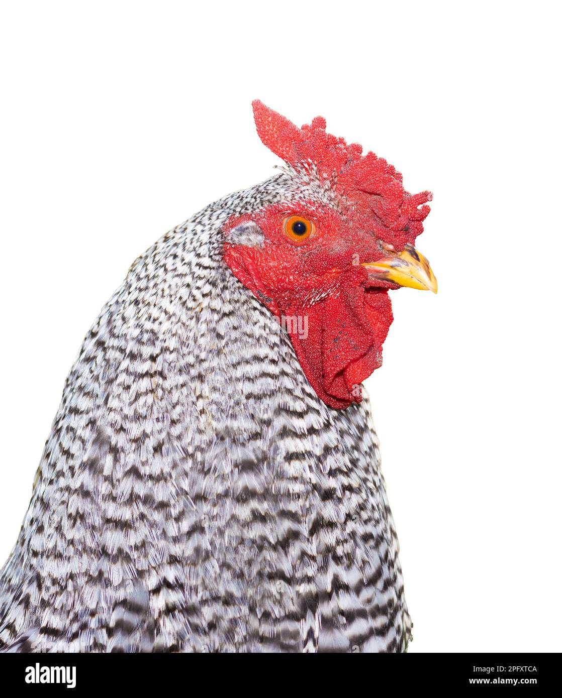 Head shot isolated on a transparent background of a rooster that is ...