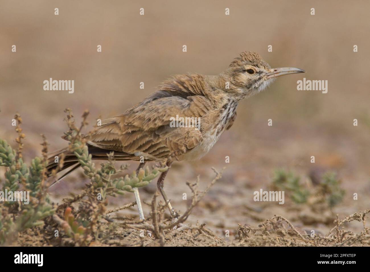Greater Hoopoe-Lark (Alaemon alaudipes) at little rann of kutch Stock ...