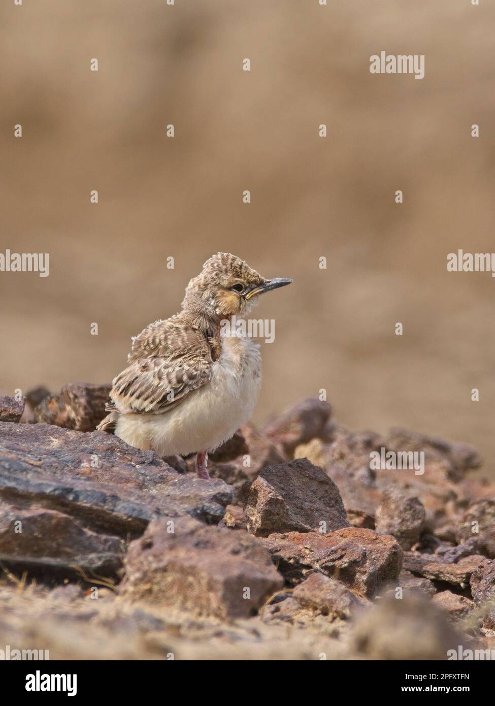 Greater Hoopoe-Lark (Alaemon alaudipes) at little rann of kutch Stock ...