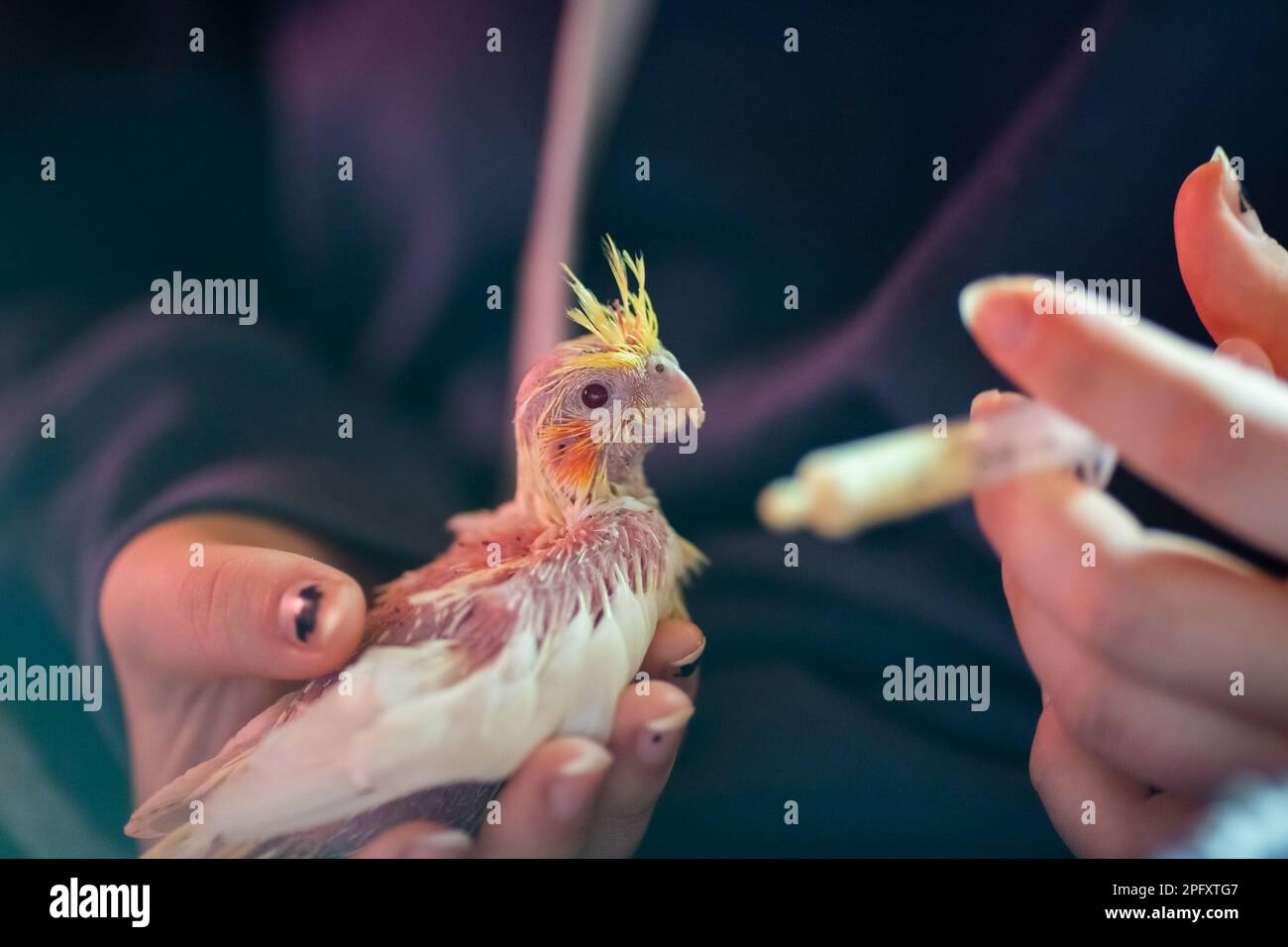 Baby cockatiel parrot being hand fed - hand raised bird pet, held in ...
