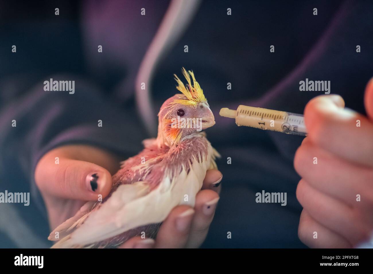 Baby cockatiel parrot being hand fed - hand raised bird pet, held in ...