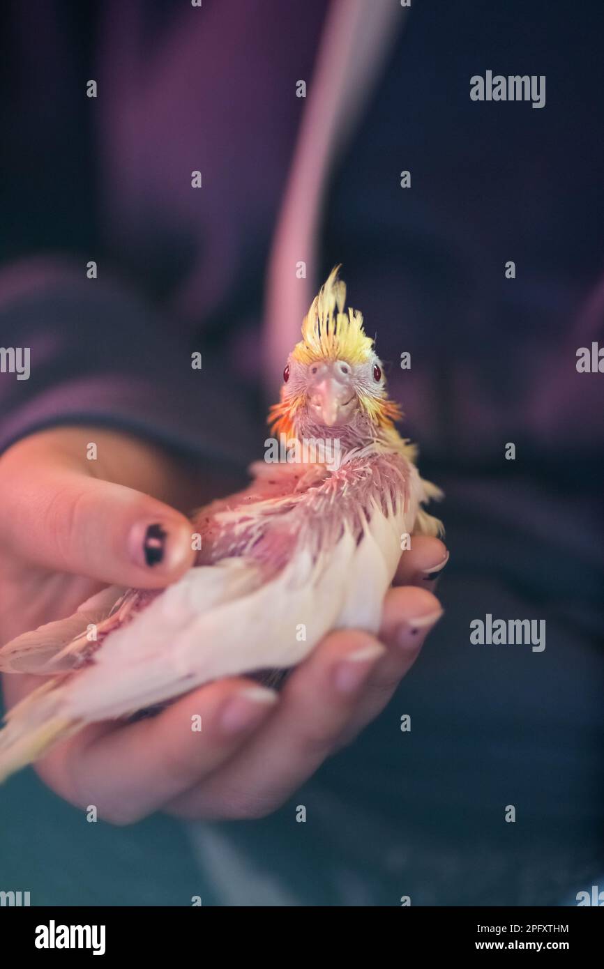 Cockatiel hand hi-res stock photography and images - Alamy