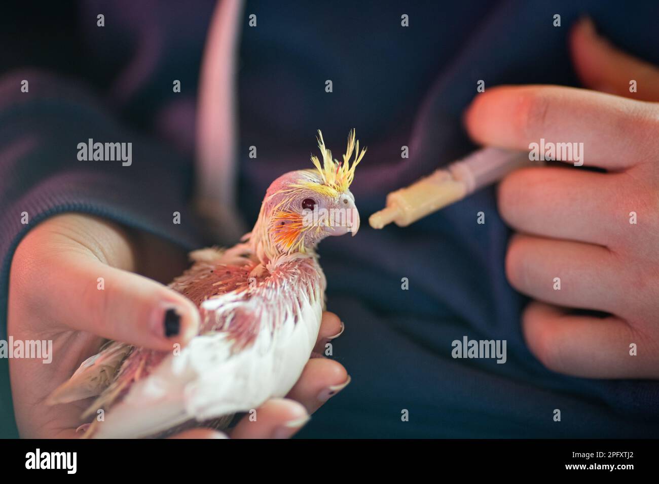 Baby cockatiel parrot being hand fed - hand raised bird pet, held in ...