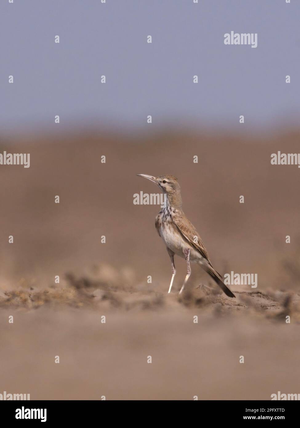 Greater Hoopoe-Lark (Alaemon alaudipes) at little rann of kutch Stock ...