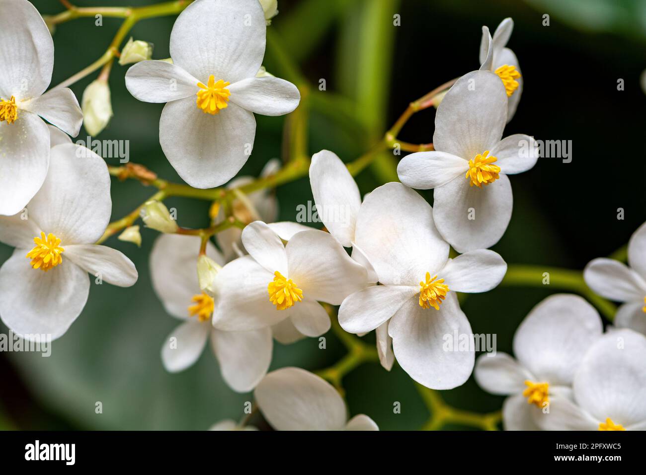 Begonia in spring blooms with very delicate white flowers ...