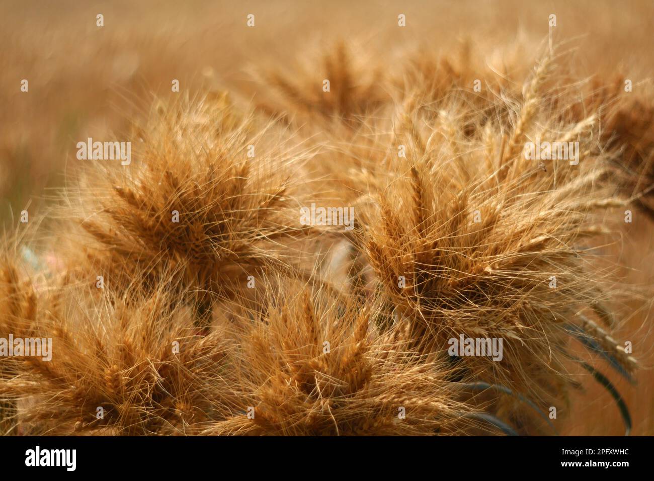 Barley Rice Plants in nature Background Stock Photo - Alamy
