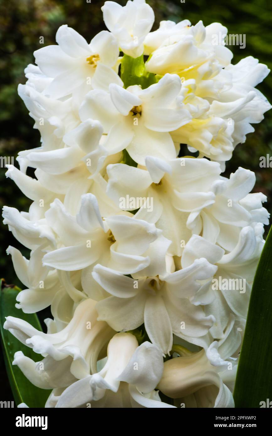 Hyacinth uk hi-res stock photography and images - Alamy