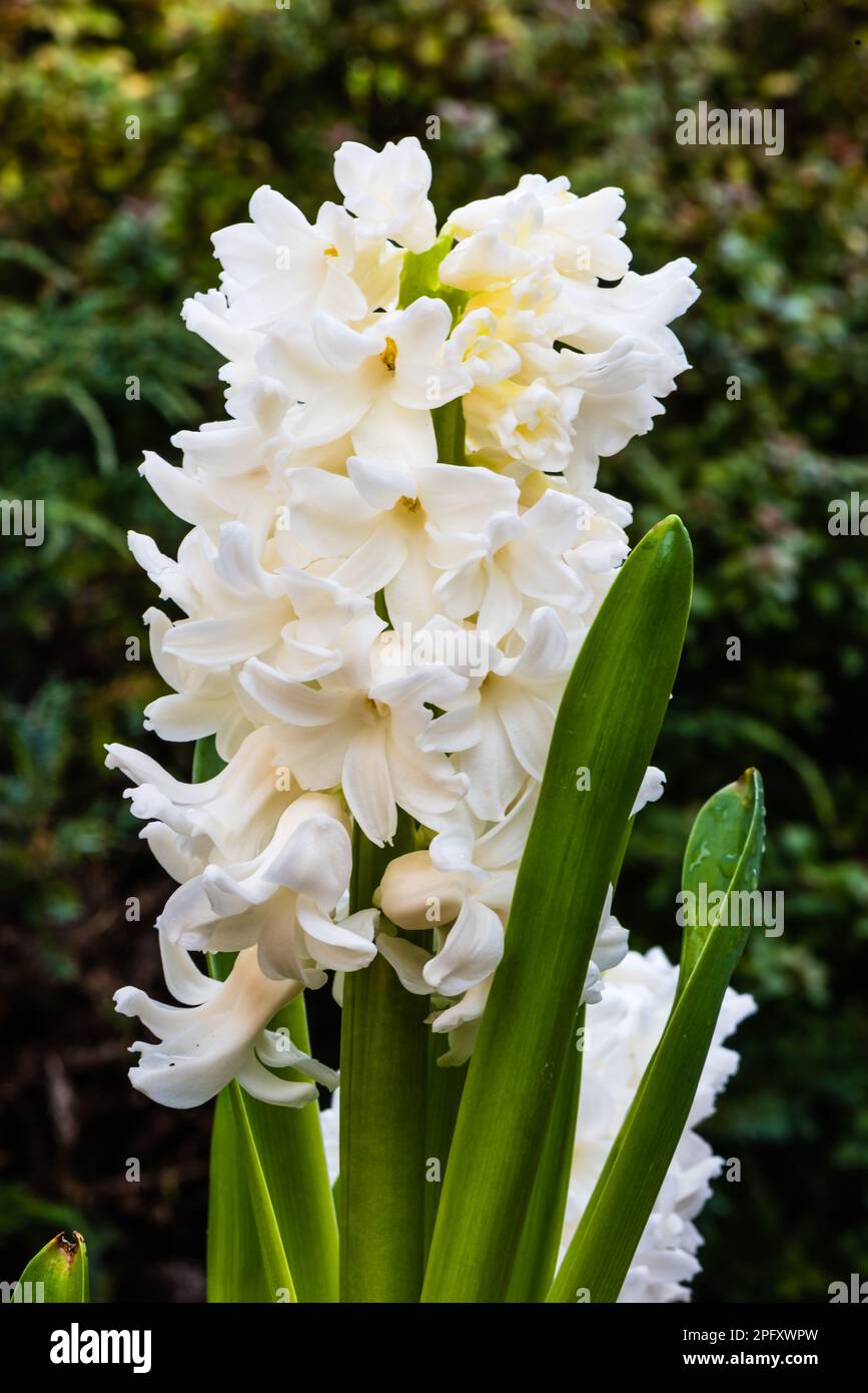 Hyacinth uk hi-res stock photography and images - Alamy