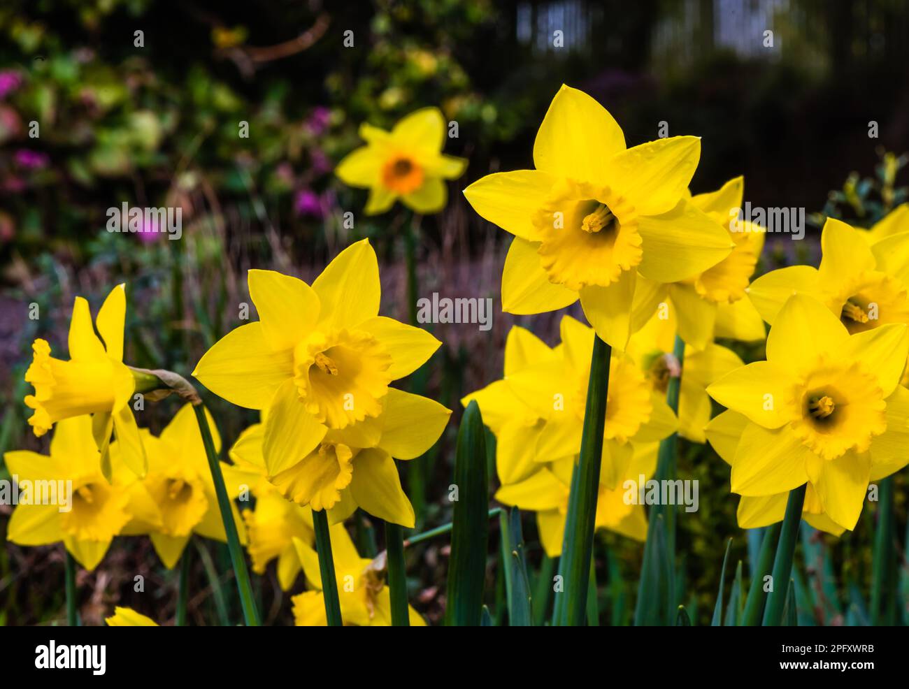 Daffodils growing in a Devon Country Garden Stock Photo - Alamy