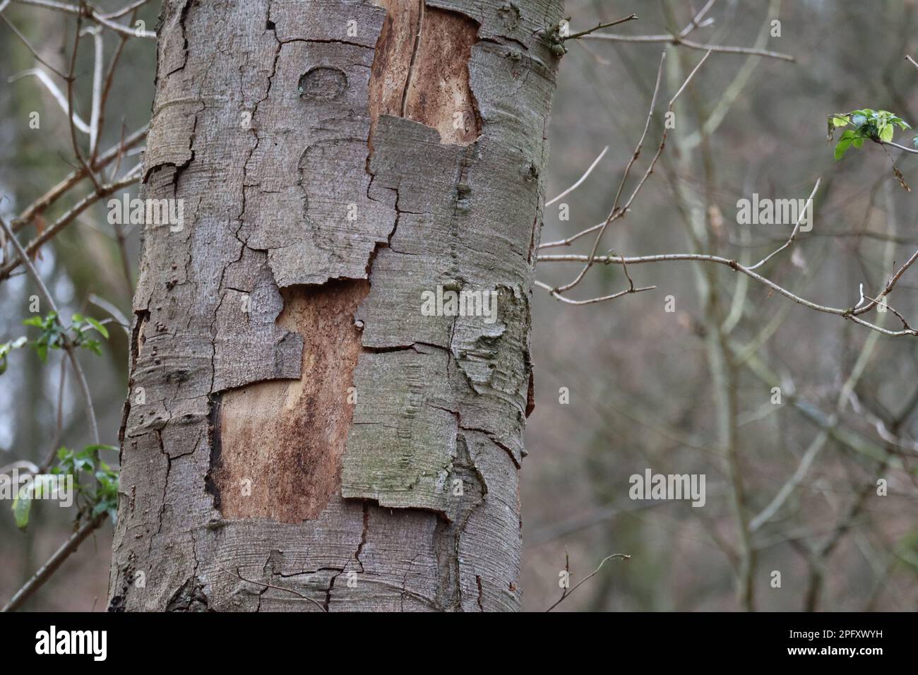 Shingles on the Tree chipped off in Sections Stock Photo - Alamy