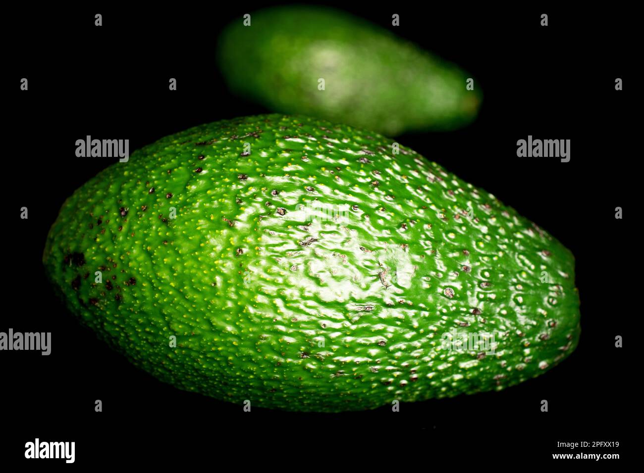Two dark green ripe organic avocados, macro, isolated on black white ...