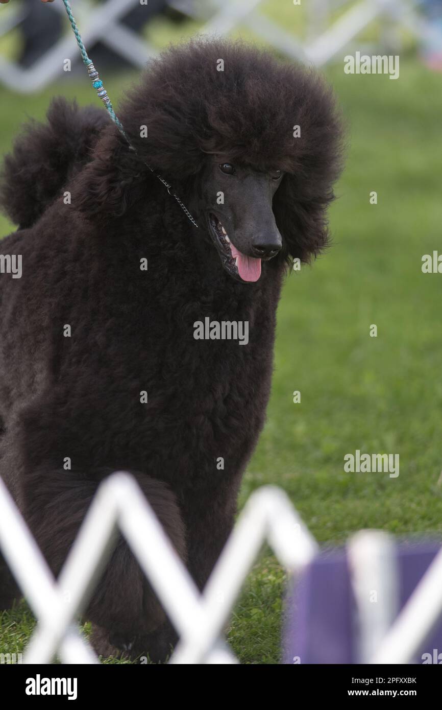 Standard Poodle exhibiting in a conformation dog show event Stock Photo ...