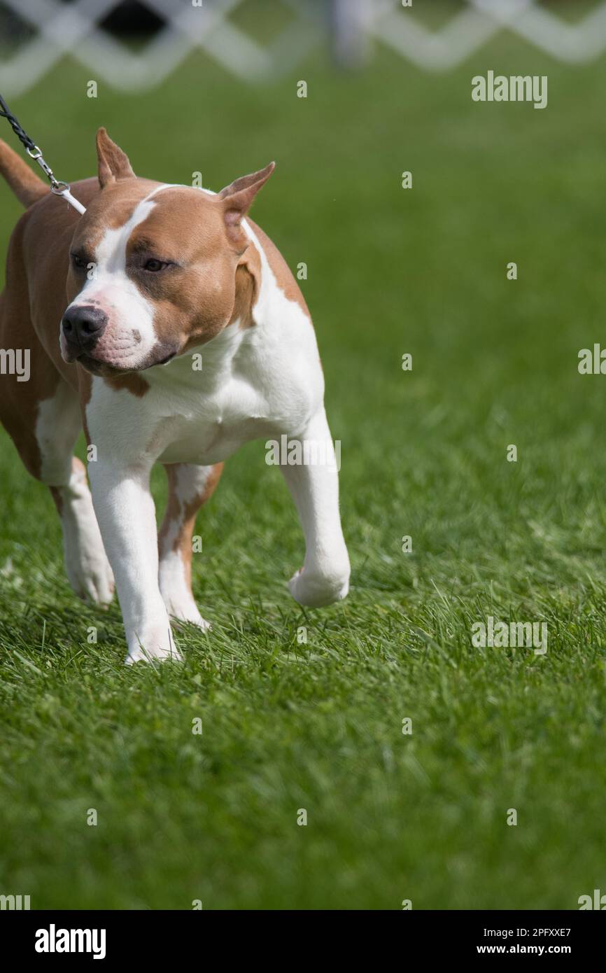 Staffordshire Bull Terrier moving in the dog show ring Stock Photo - Alamy