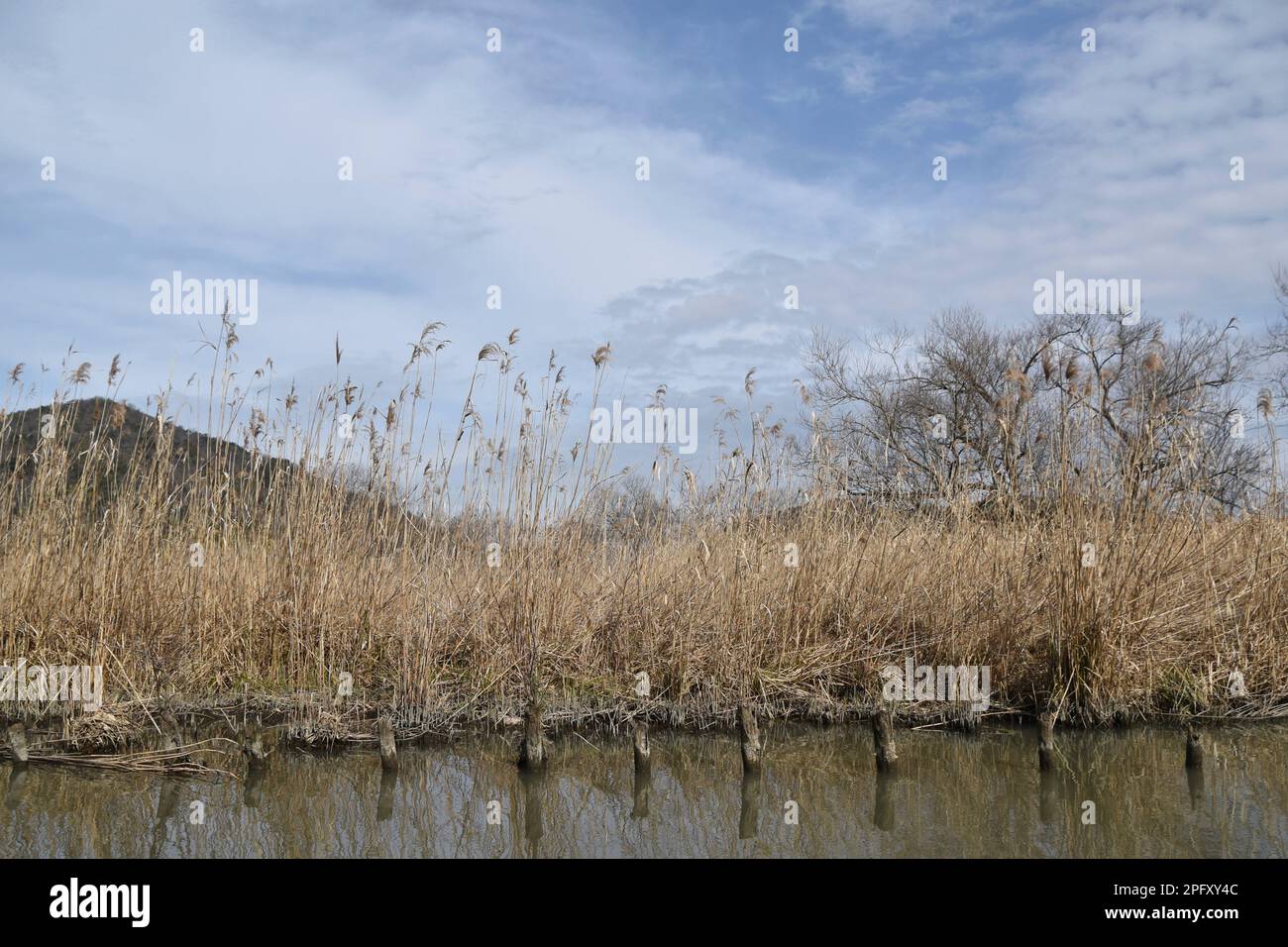 Reed-Community around Biwa-ko Lake is pictured in Omihachiman City ...