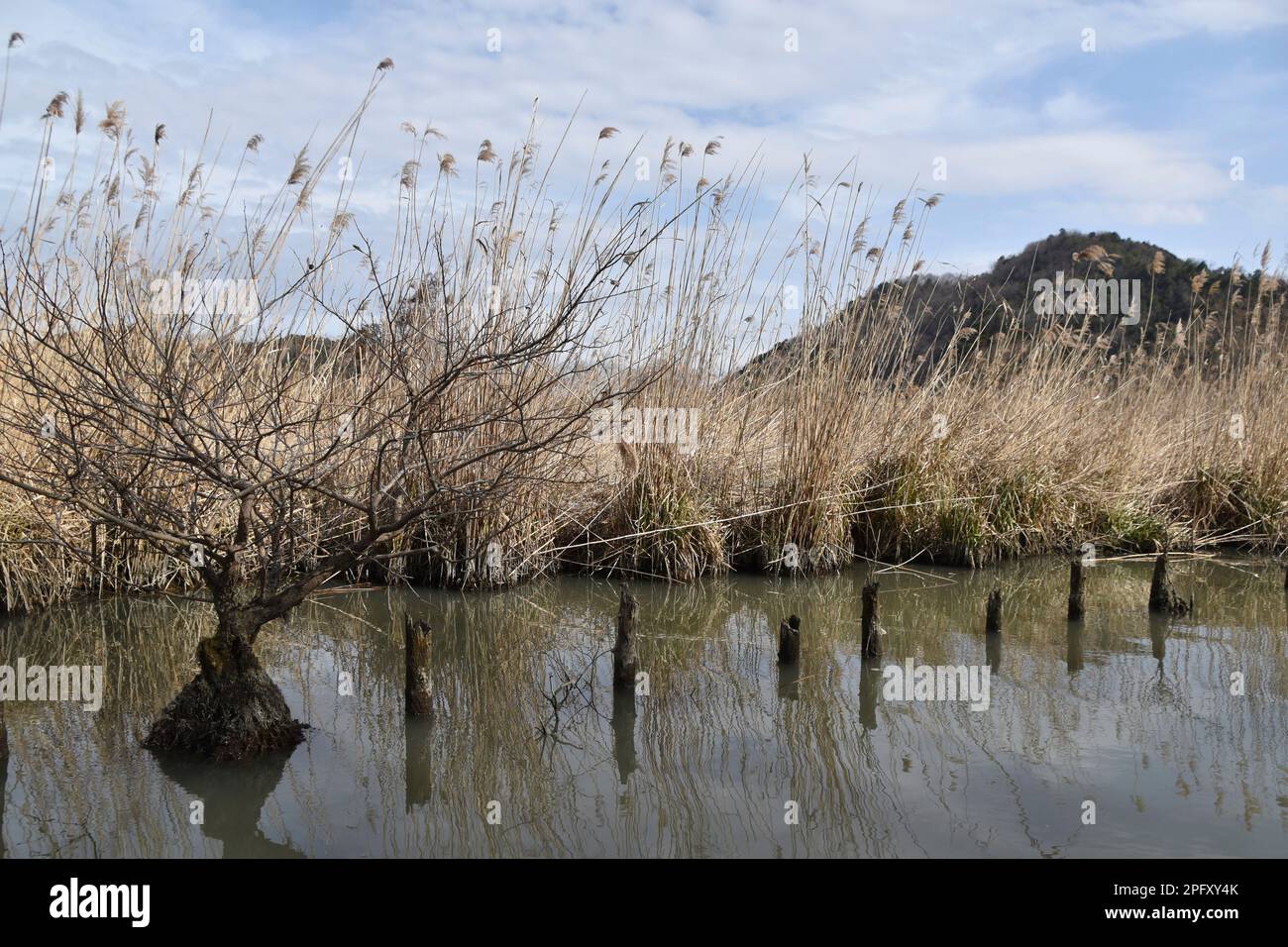 Reed-Community around Biwa-ko Lake is pictured in Omihachiman City ...