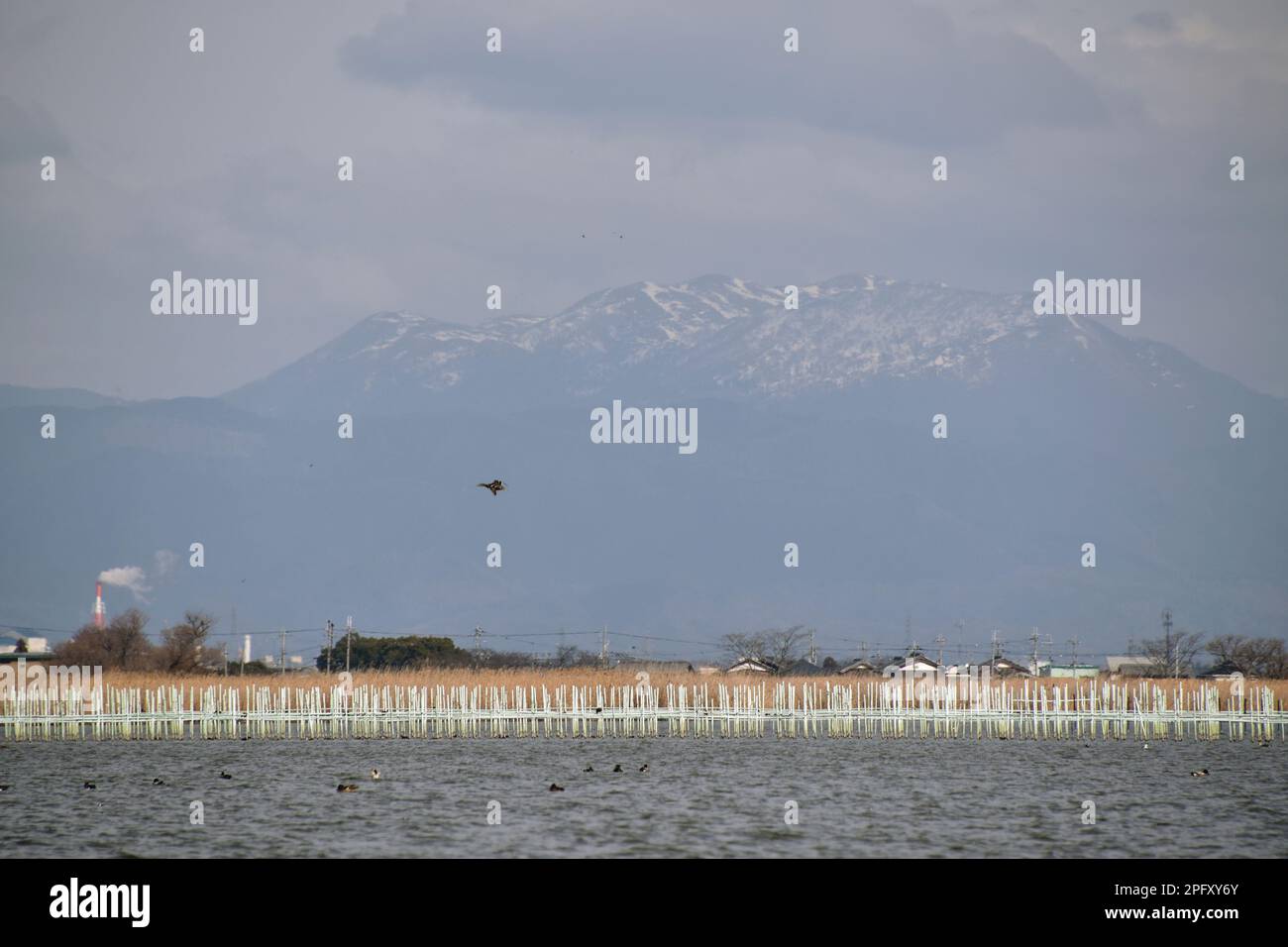 A pearl farm is pictured at Biwa-ko Lake in Omihachiman City, Shiga ...