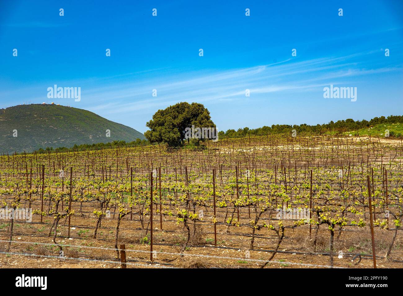 Vineyard backdrop hi-res stock photography and images - Alamy