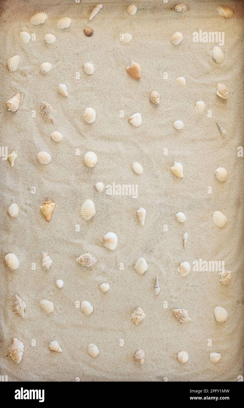 Many different sea shell on beach sand background Stock Photo - Alamy