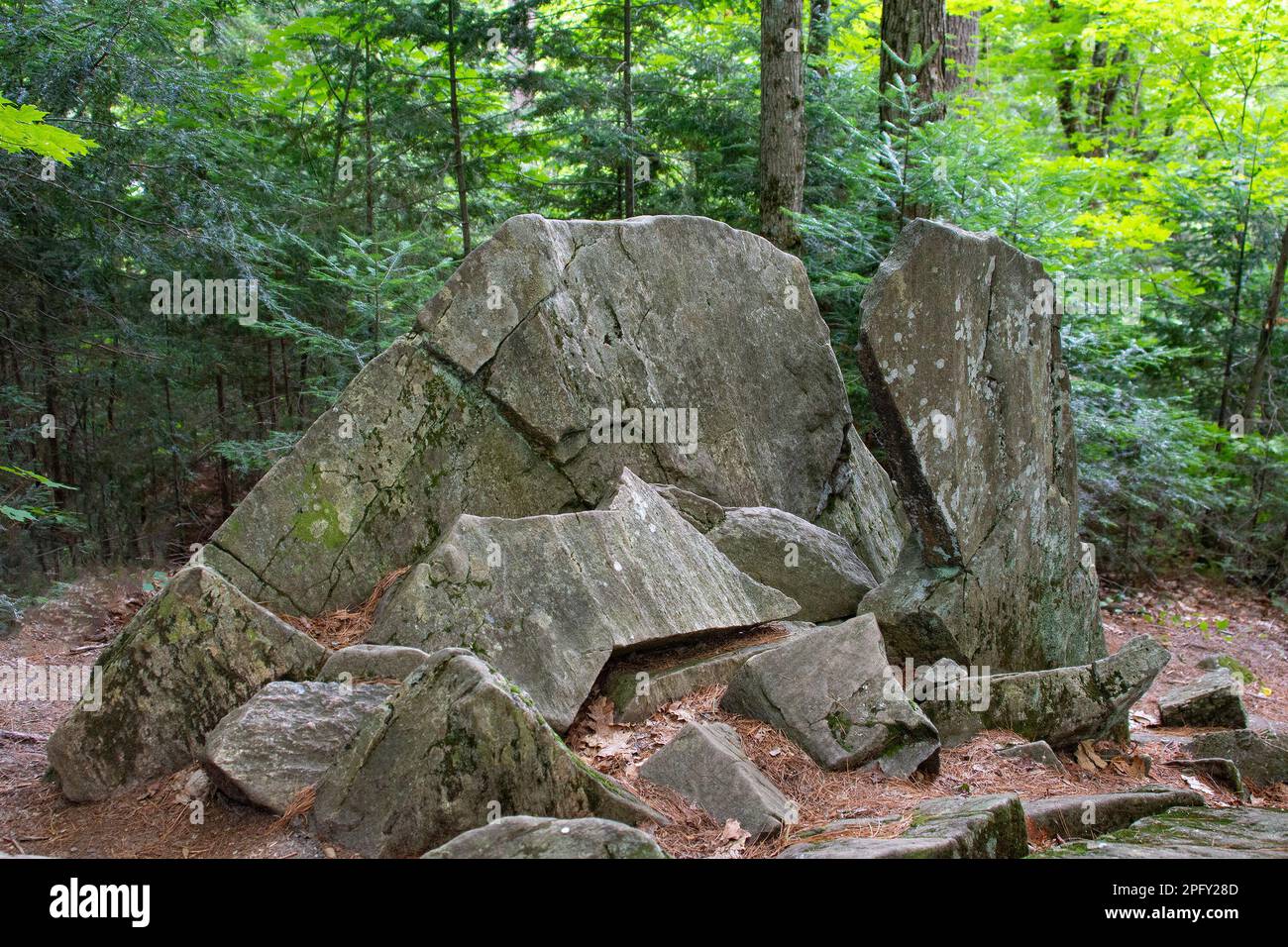 In the forest among the fir trees stands a large broken, under the ...