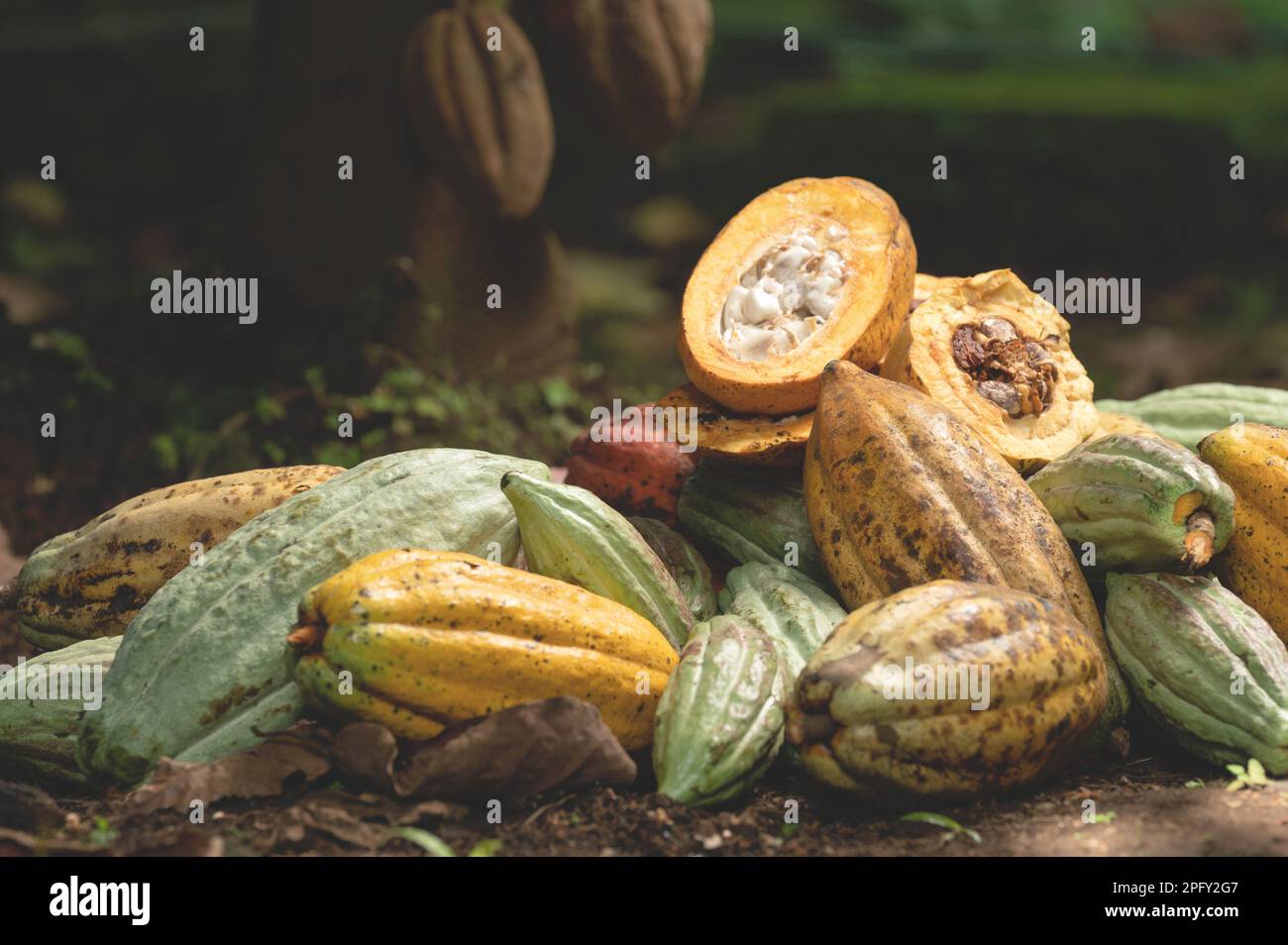Fresh cutted cacao pod on pile in garden background Stock Photo - Alamy
