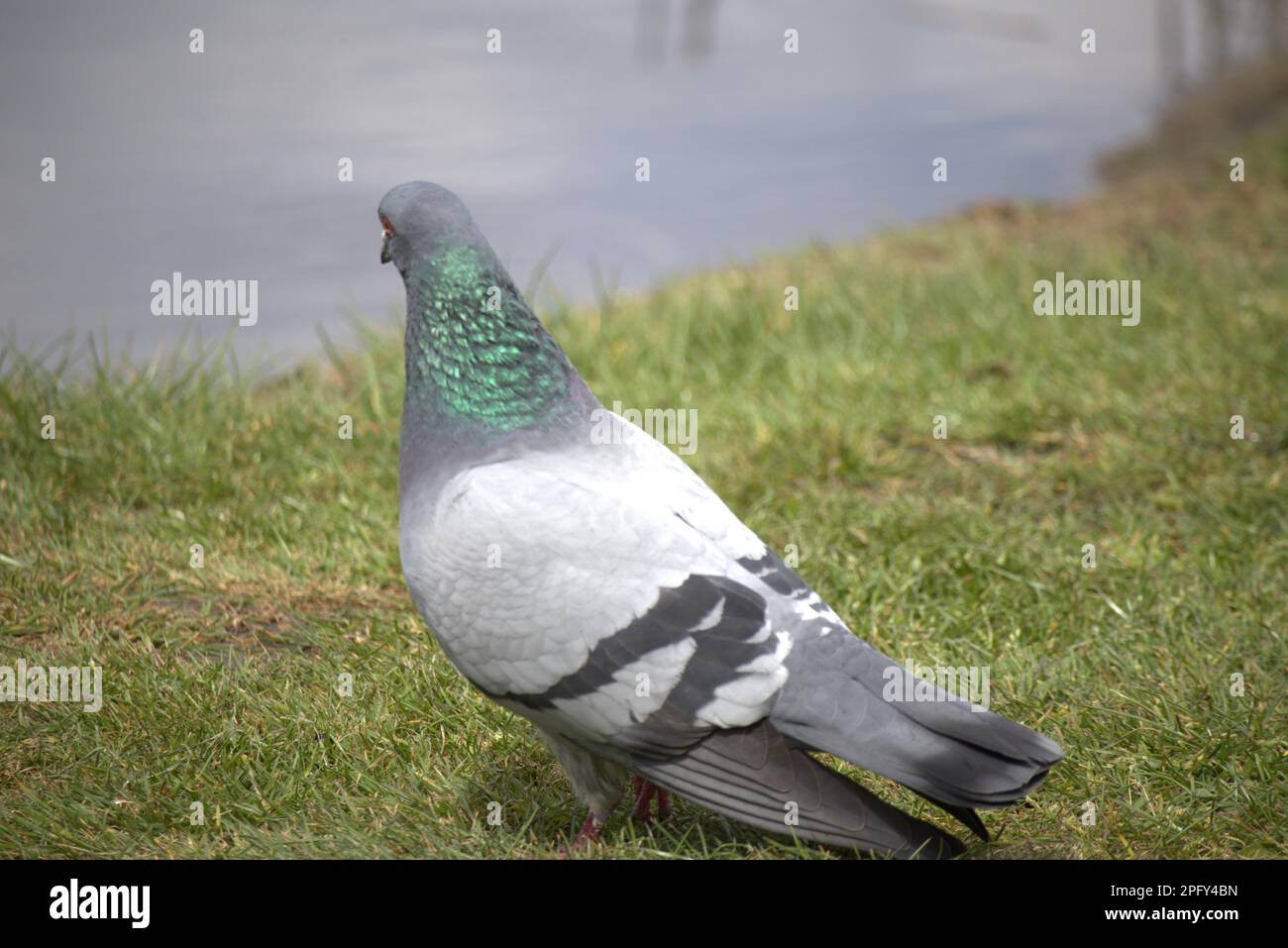 Solo urban pigeon hi-res stock photography and images - Alamy