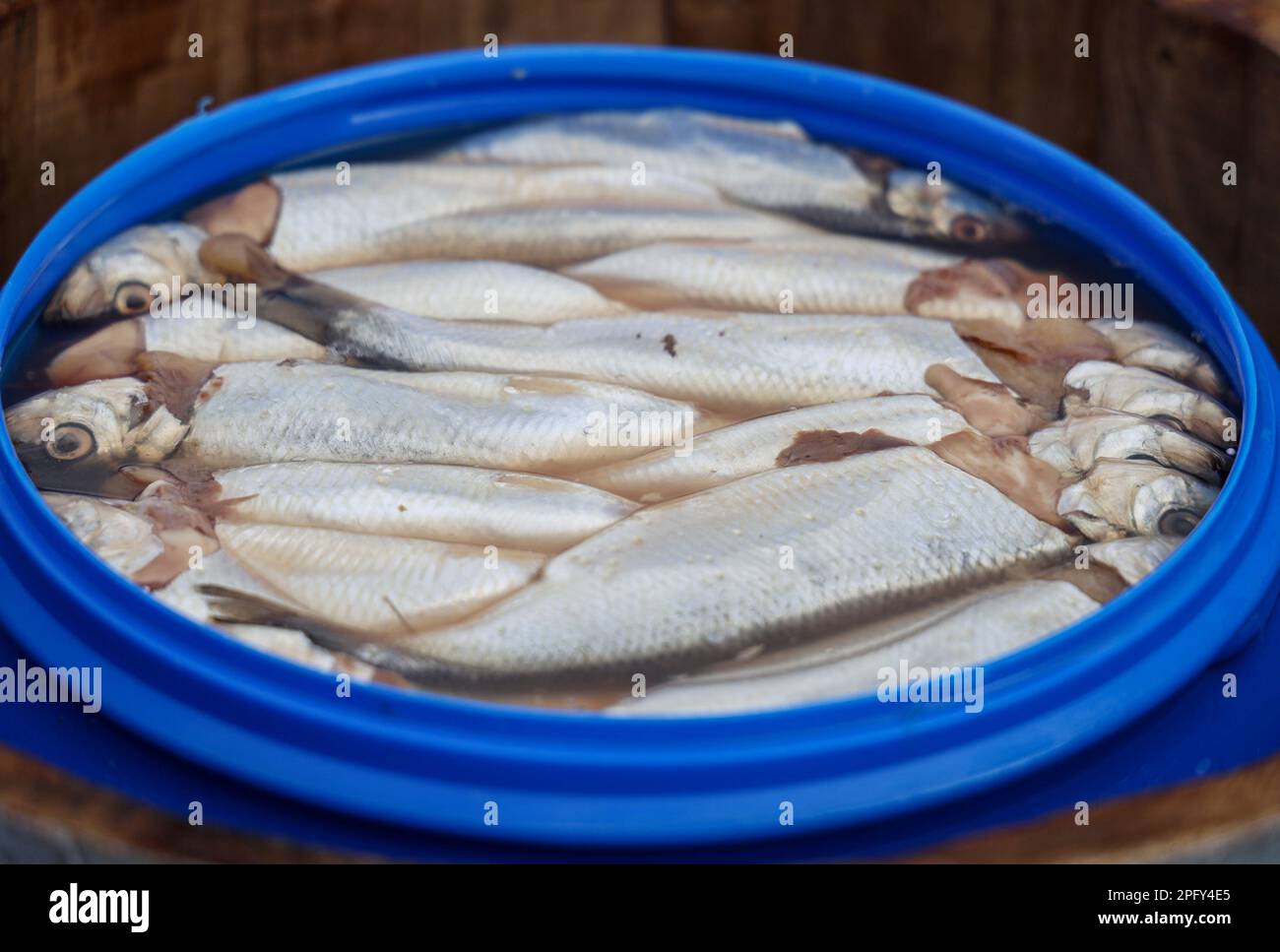 Verden, Germany. 19th Mar, 2023. A barrel of salted herrings stands at ...
