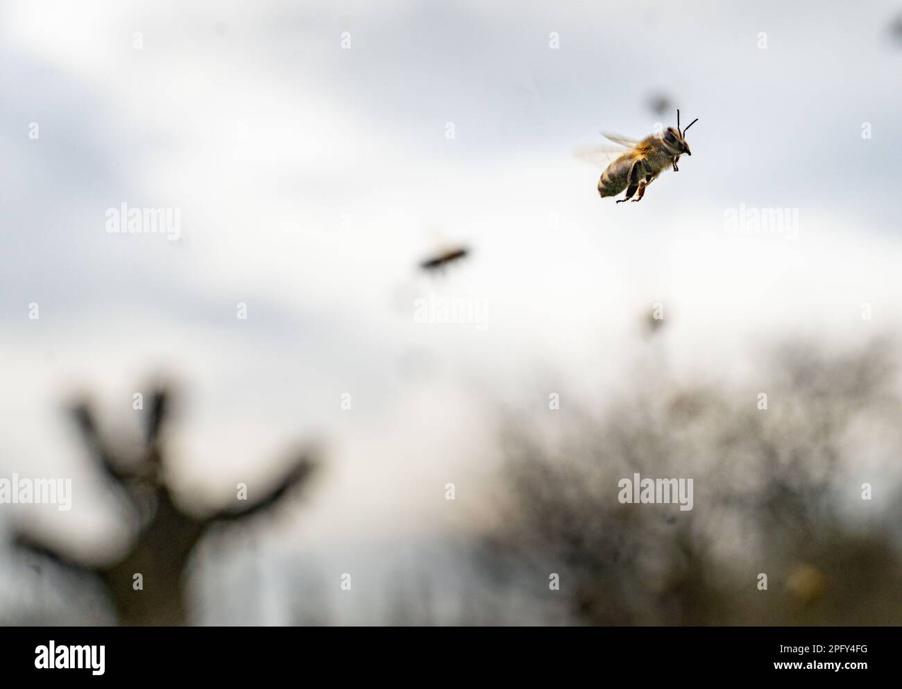 19 March 2023, Hesse, Frankfurt/Main: A bee returns to its hive on the ...