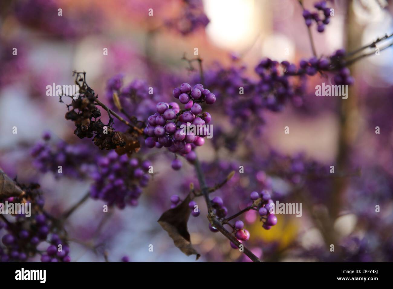 Chinese Beautiful Fruit Stock Photo - Alamy