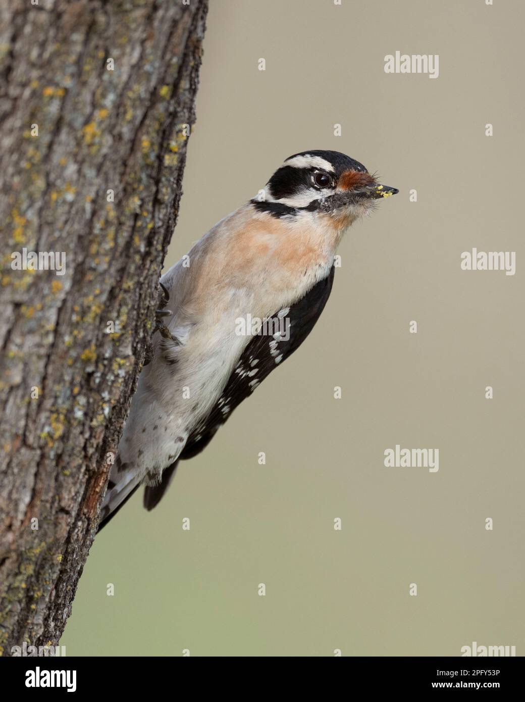 Dryobates pubescens hi-res stock photography and images - Alamy