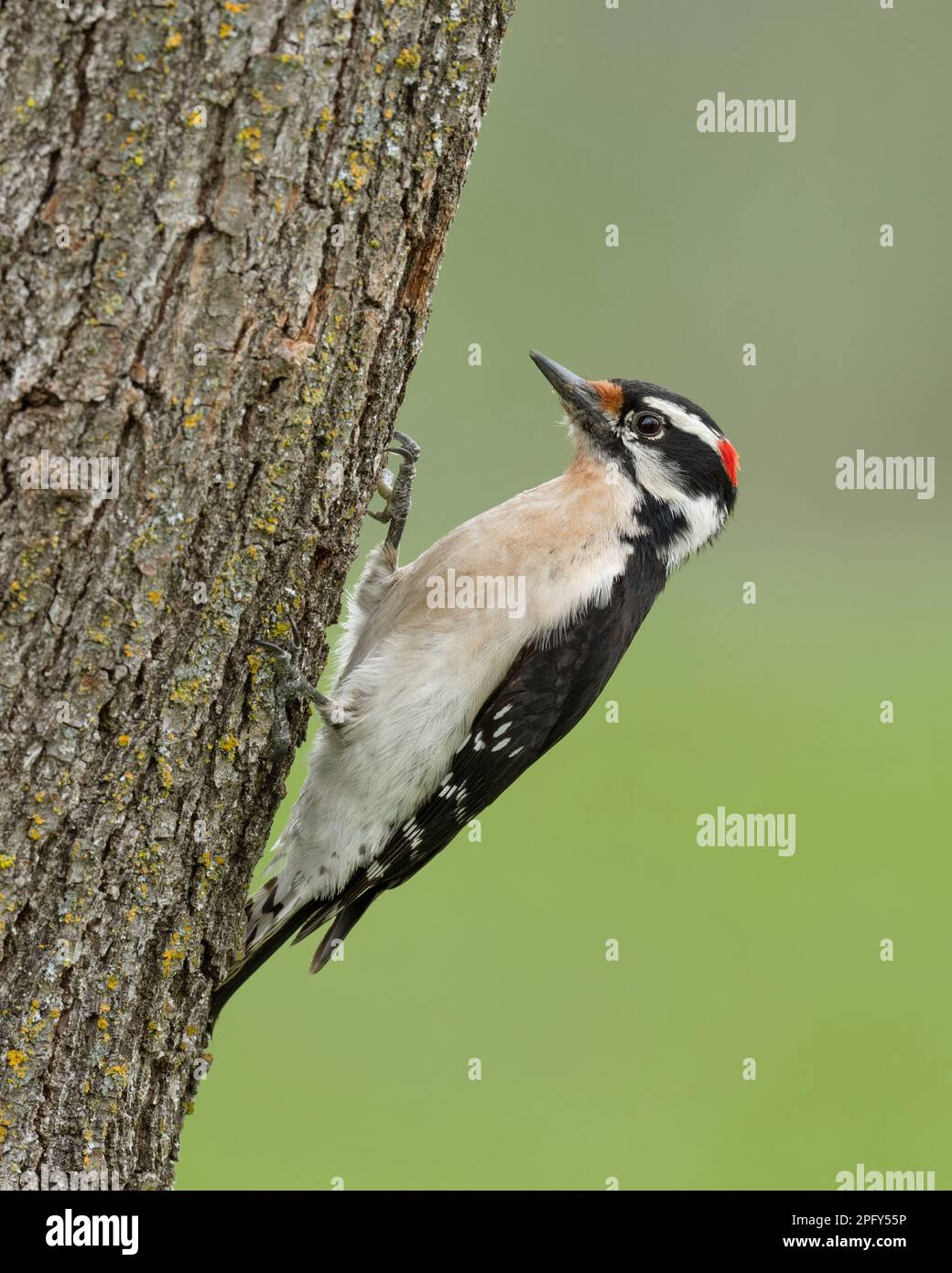 Downy Woodpecker (Dryobates pubescens ssp. turati) Sacramento County ...