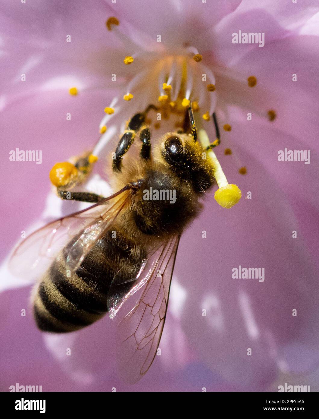 19 March 2023, Bavaria, Munich: A bee collects pollen in a cherry ...