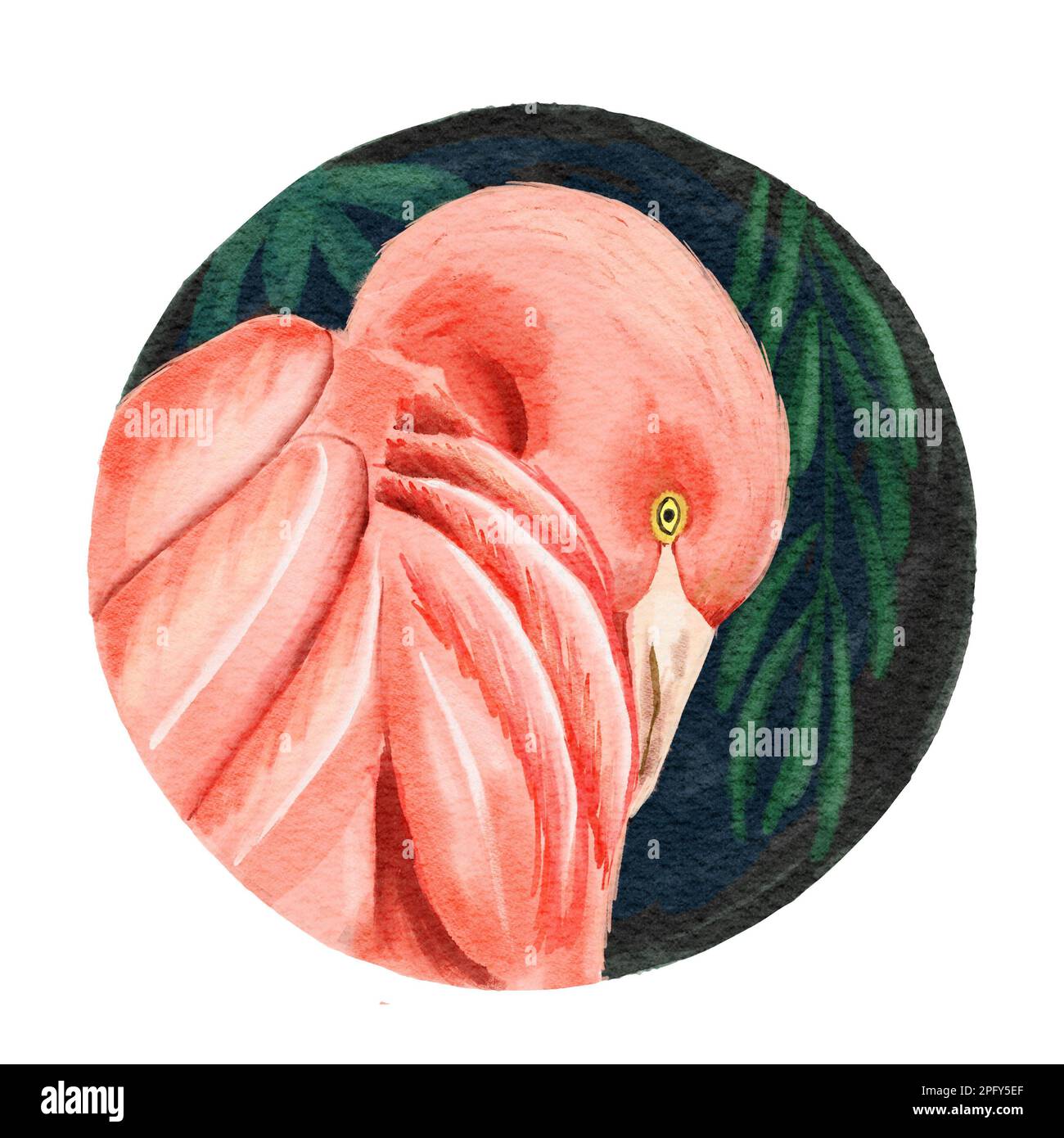 Pink flamingo in round circle. Tropical exotic bird rose flamingos ...