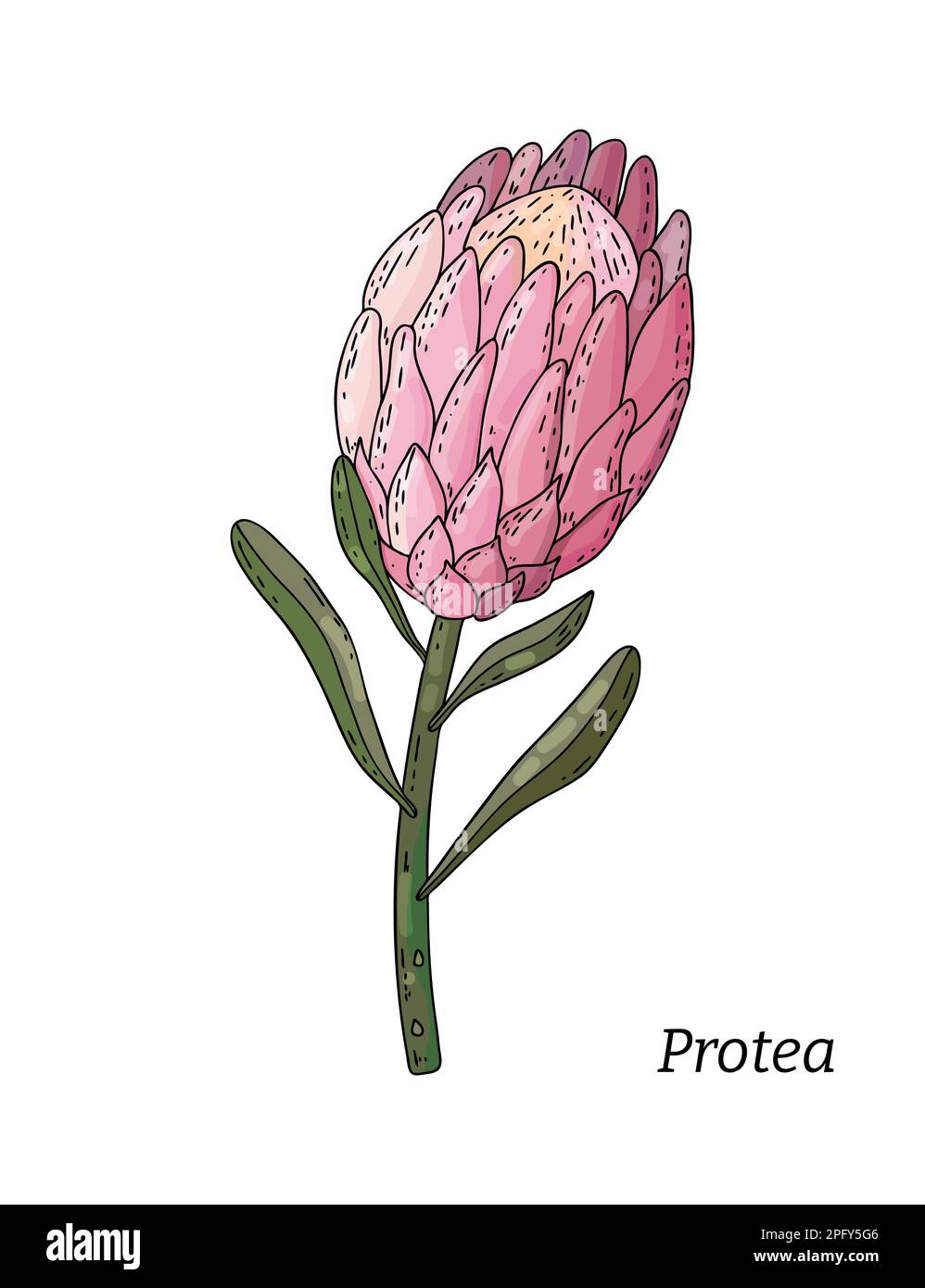 Realistic hand drawn vector illustration of unopened prothea flower bud. Tropical king flower ...