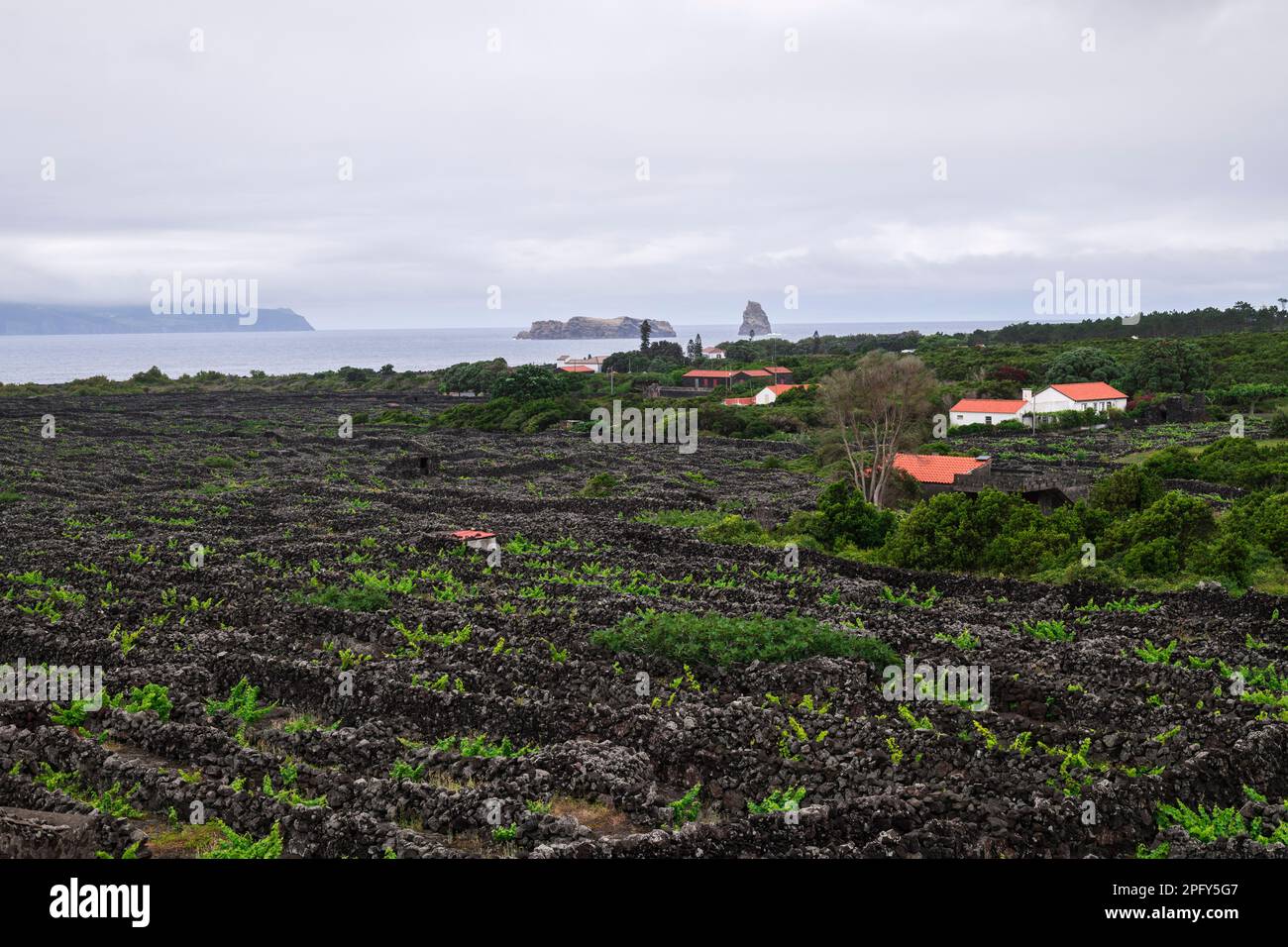 Wine growing on Pico island, Azores, Portugal Stock Photo - Alamy