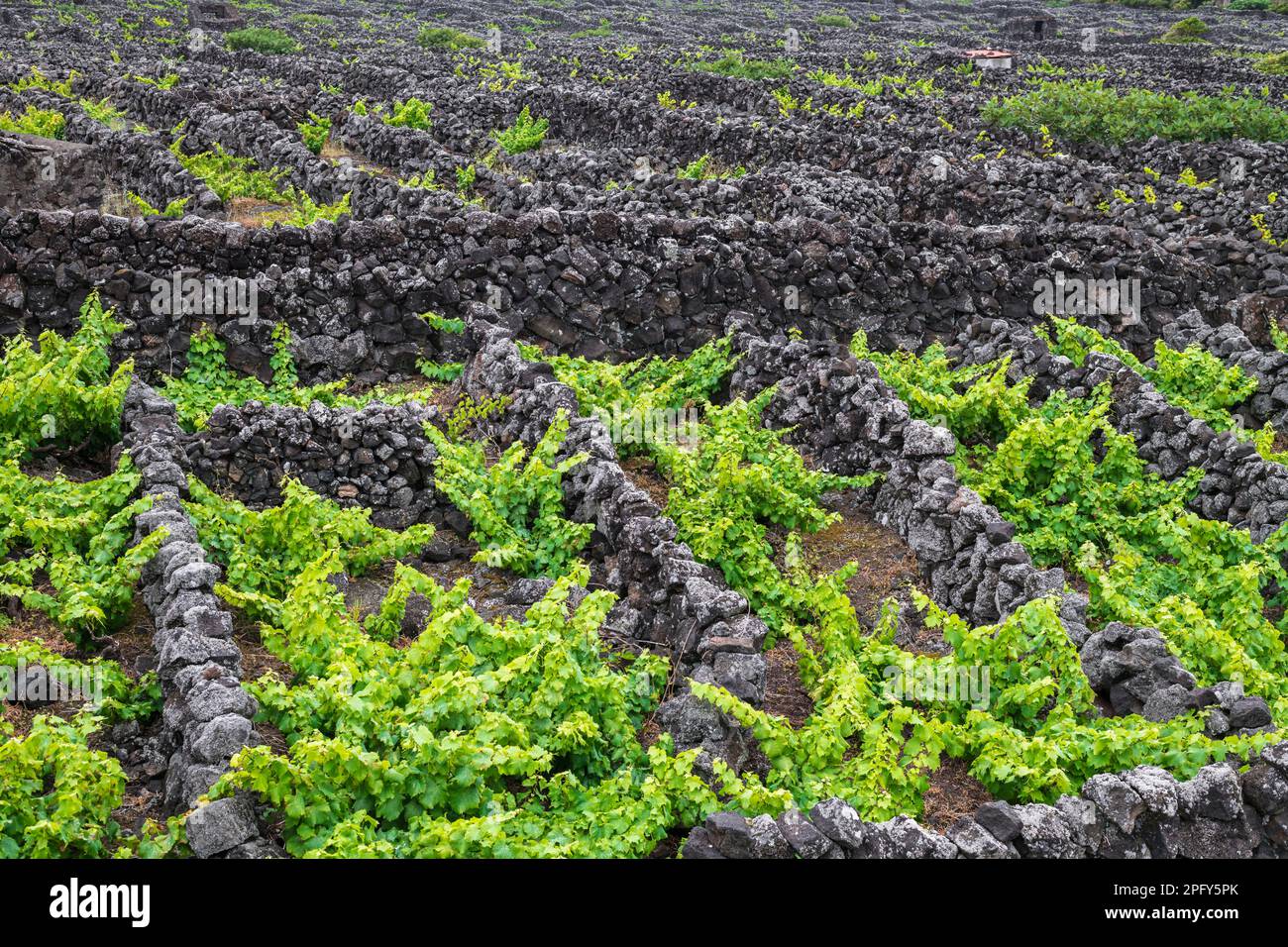 Wine growing on Pico island, Azores, Portugal Stock Photo - Alamy